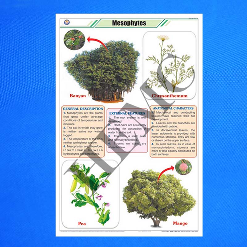 Mesophytes - Laboratory-Products