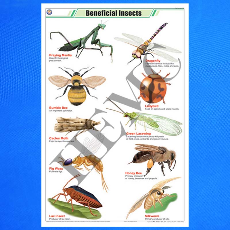 Beneficial Insects - Laboratory-Products
