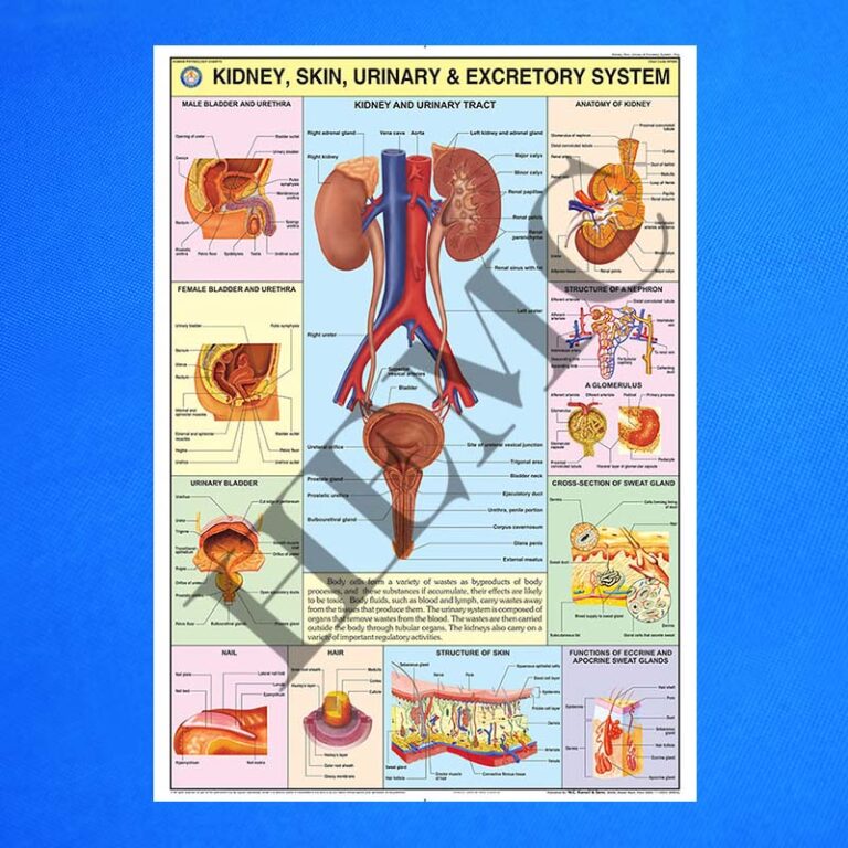 Kidney, Skin, Urinary & Excretory System – Laboratory-Products