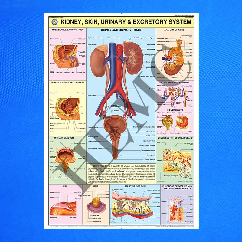 Kidney, Skin, Urinary & Excretory System - Laboratory-Products