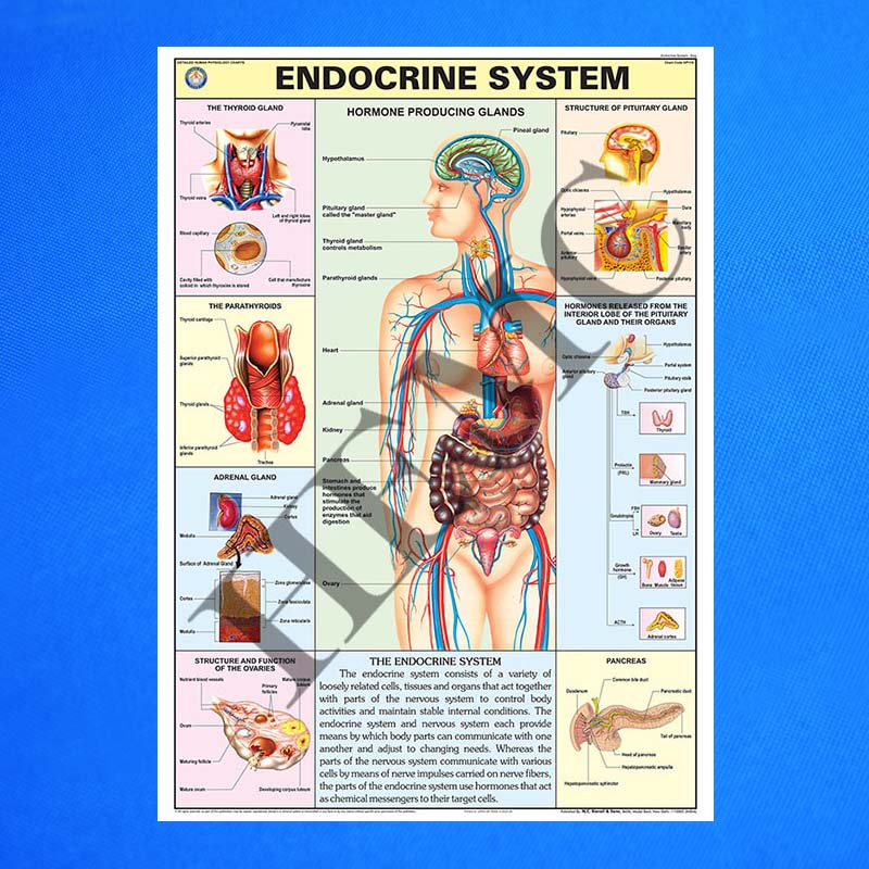 Endocrine System - Laboratory-Products