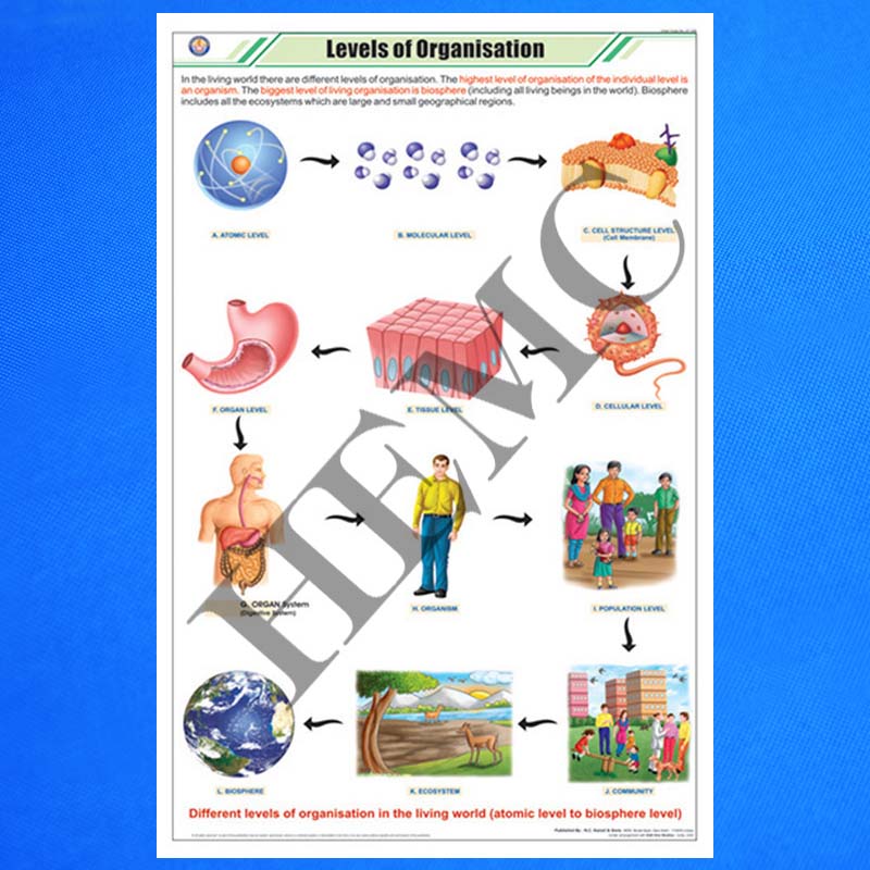 Levels of Organization - Laboratory-Products