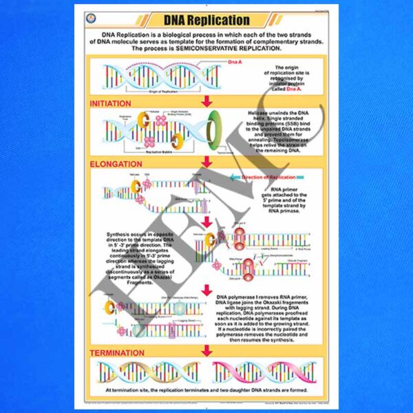 DNA Replication – Laboratory-Products