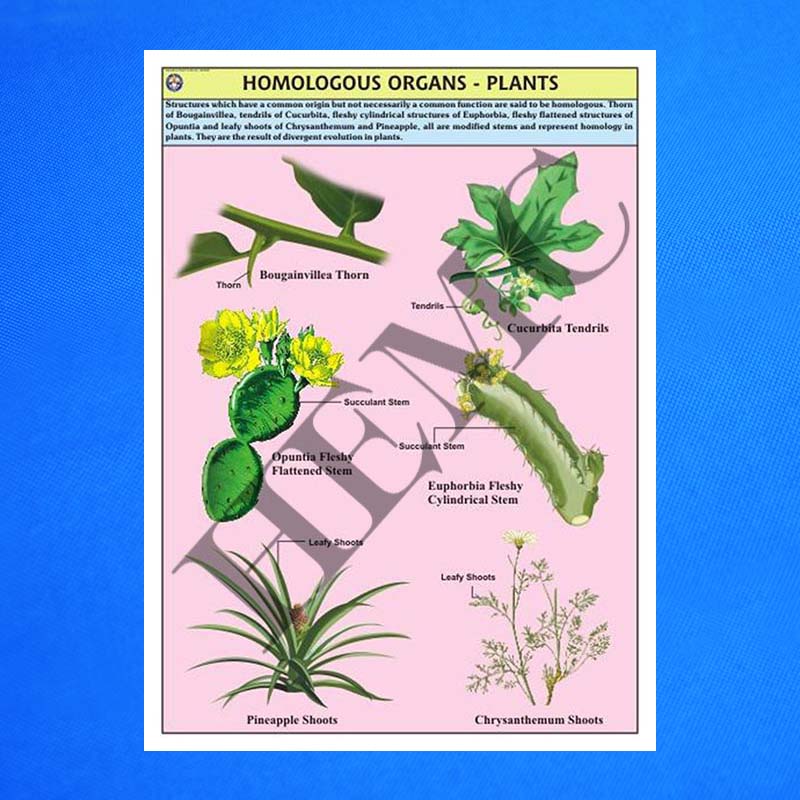 Homologous Organs - Plants - Laboratory-Products