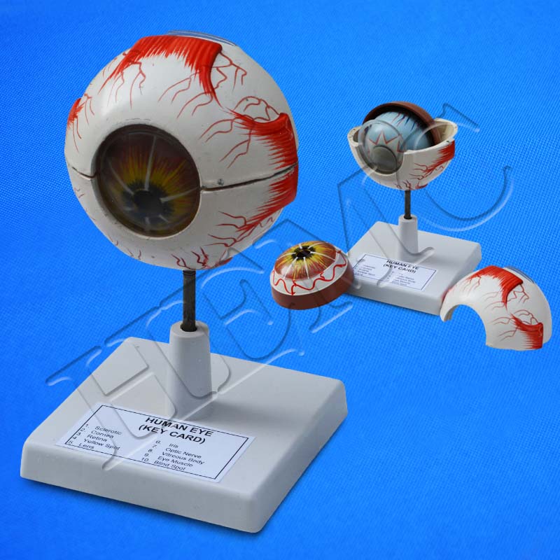 Human Eye 3x, 7 Parts - Laboratory-Products