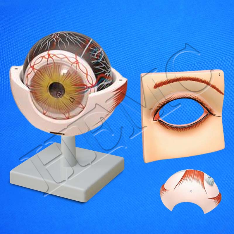Human Eye with Orbit - Laboratory-Products
