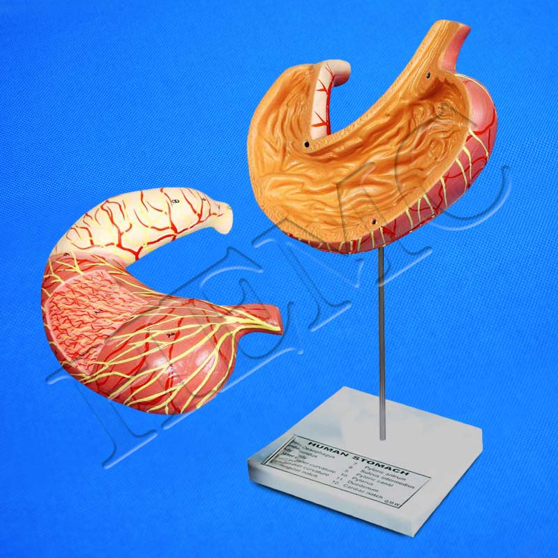 Human Stomach - Laboratory-Products