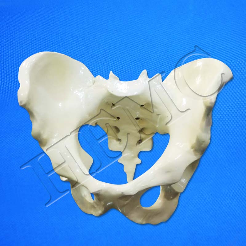 Human Male Pelvis Model - Laboratory-Products