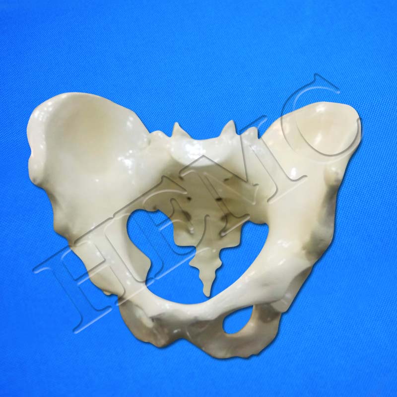 Human Female Pelvis Model - Laboratory-Products