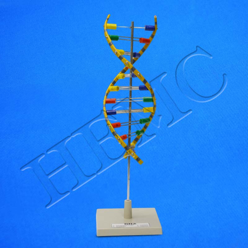 DNA Model on Stand - Laboratory-Products