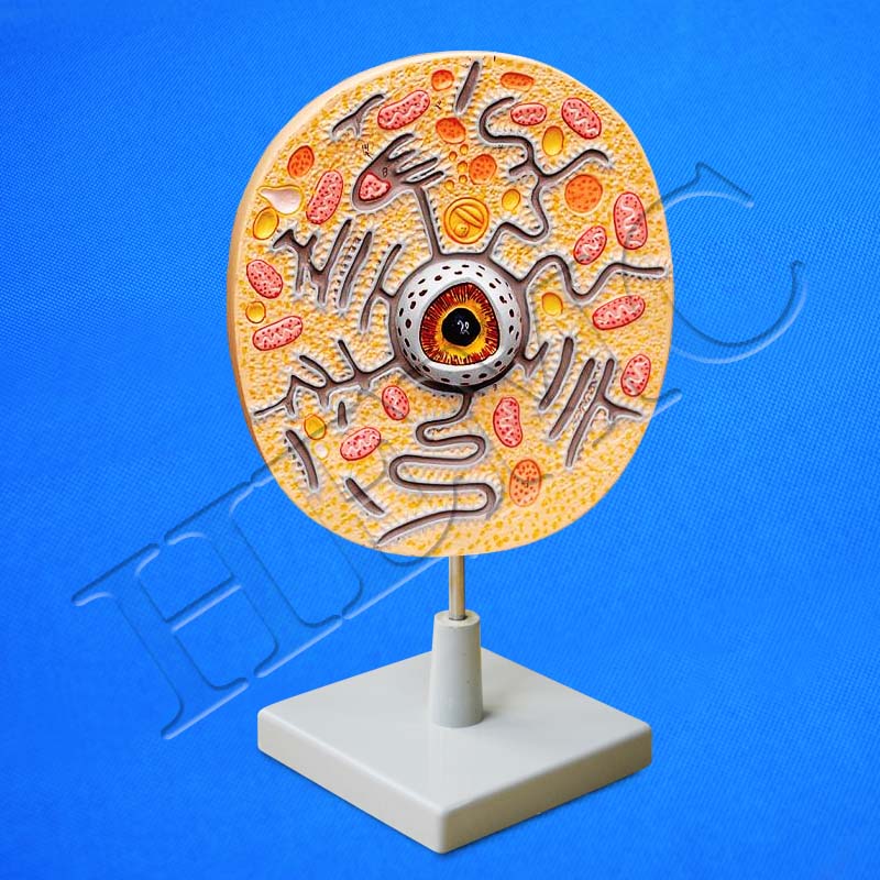 Animal Cell - Laboratory-Products
