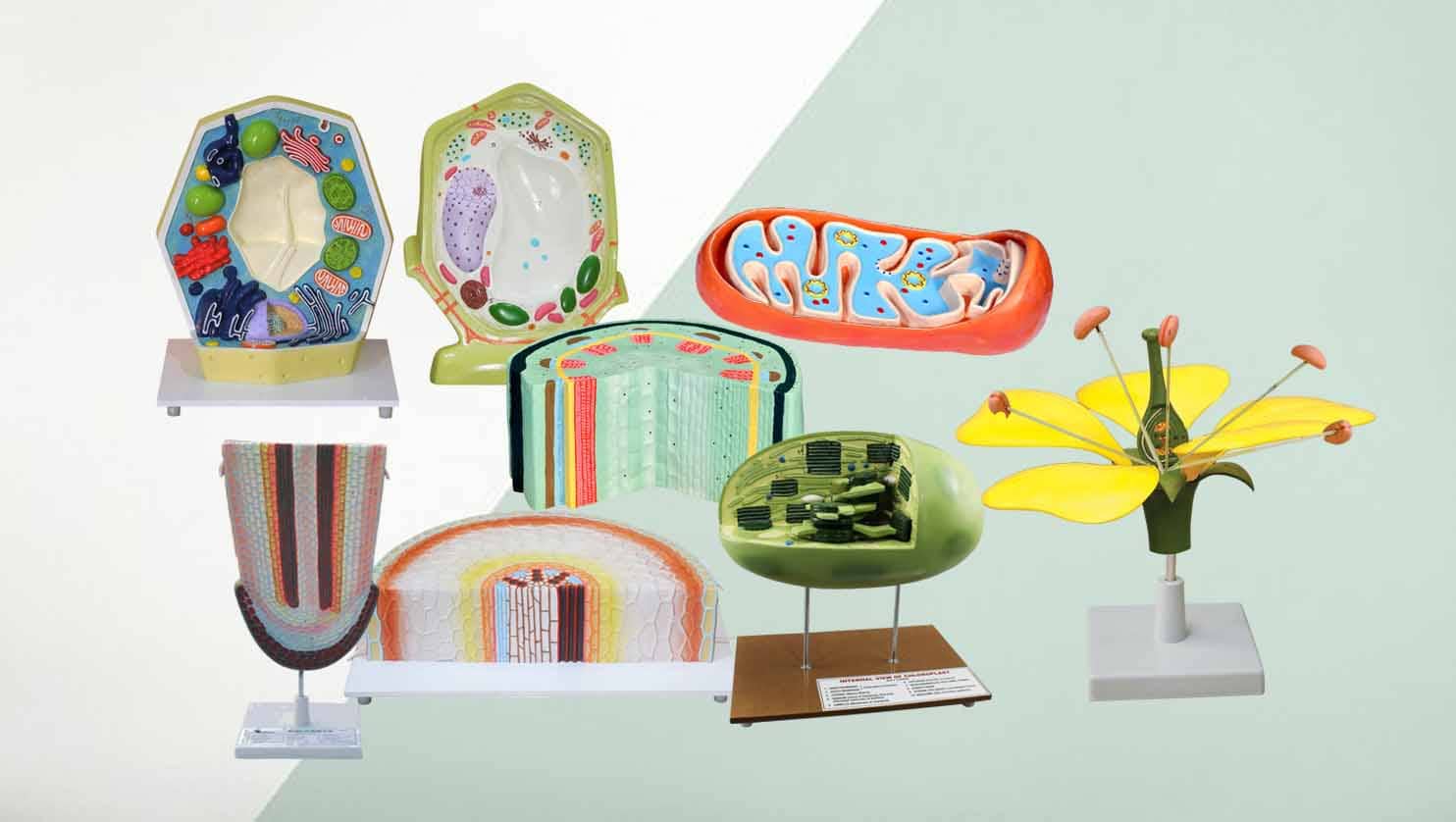 Botany Models: Exploring 3-D Plant Cell, Monocot Root, and Plant Cell ...
